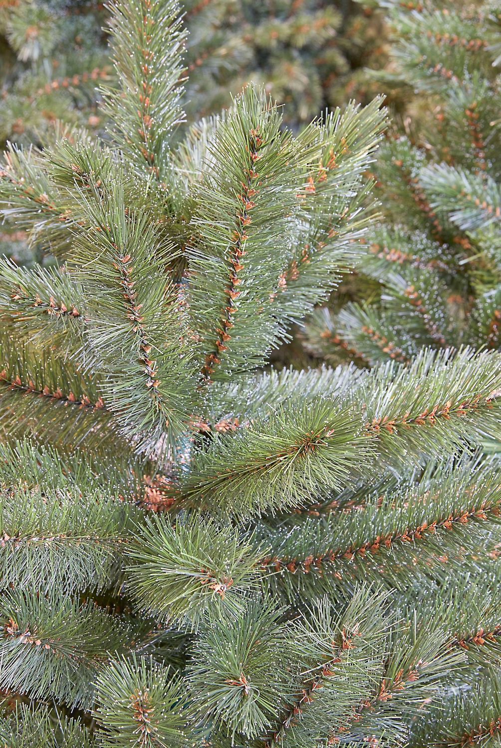 Triumph Tree Slim Forest Frosted Pine Green 230 | iGarden